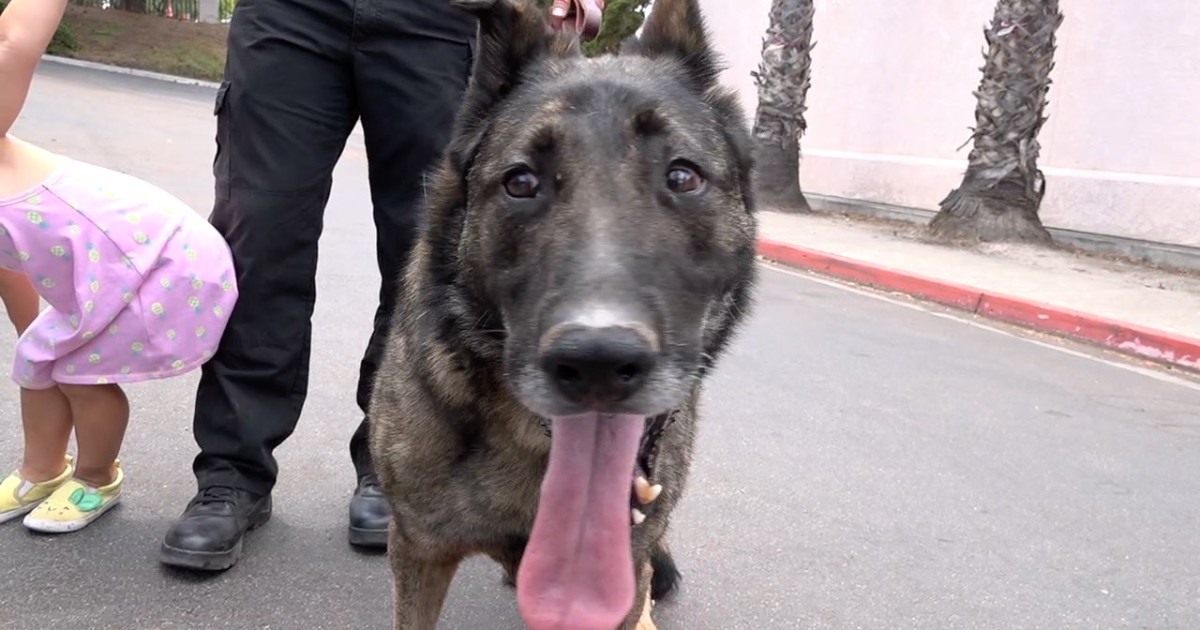 New push for retirement benefits for San Diego Police dogs - 55 Senior ...